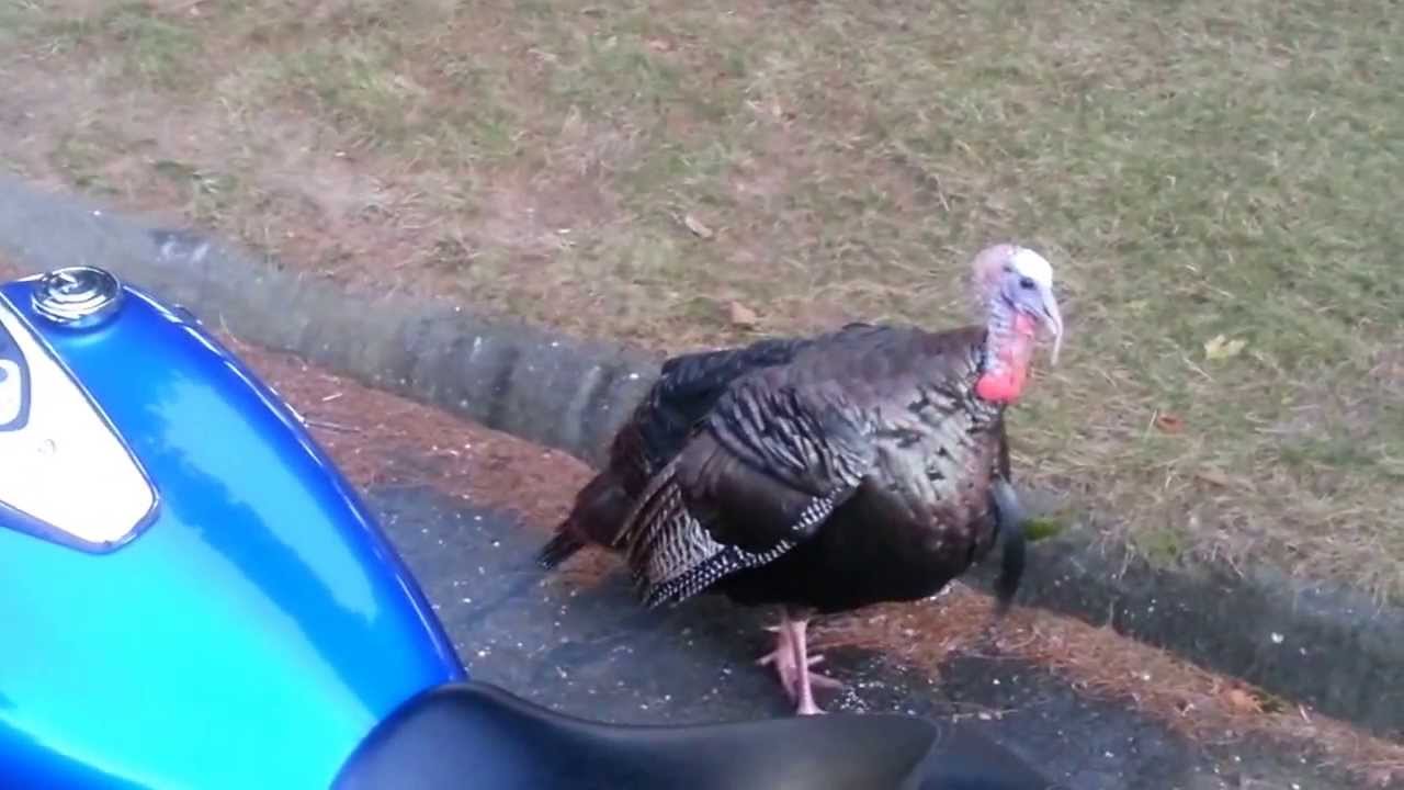 Turkey Chase - YouTube