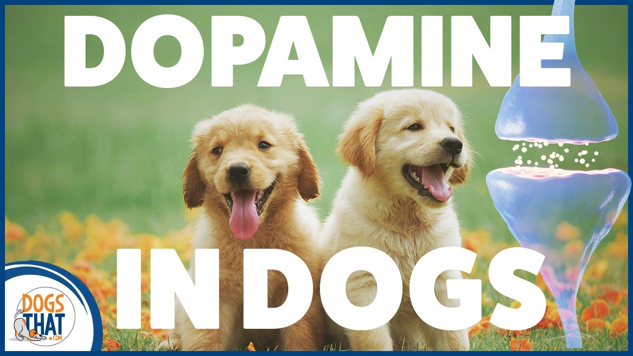 How Dopamine Drives Your Dog’s Motivation And Training Success - YouTube