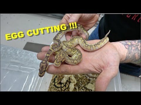 Super Asphalt Egg Cutting !!! Ball Python Update - YouTube