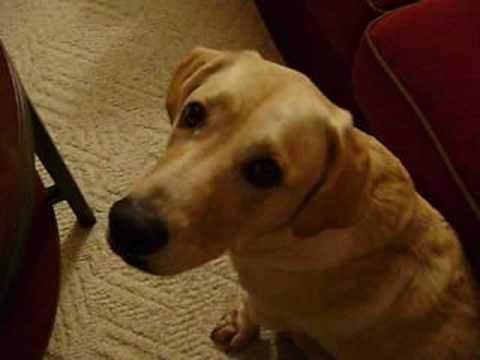 Seminole the bassador playing catch - YouTube