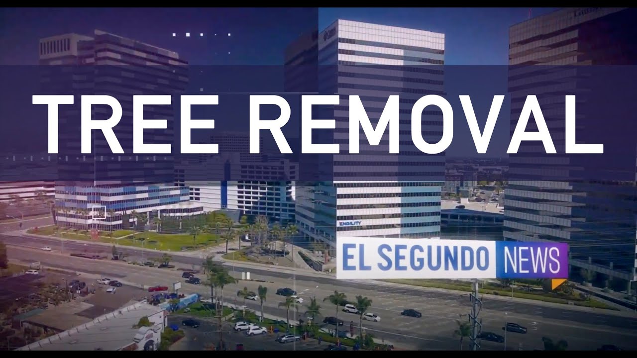 El Segundo News - Tree Removal - YouTube