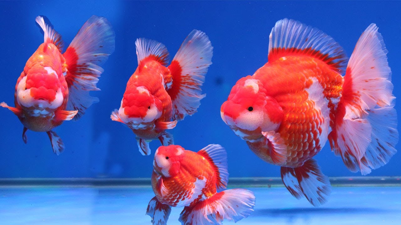 OMG So Beautiful Goldfish | Best quality goldfish ever - YouTube