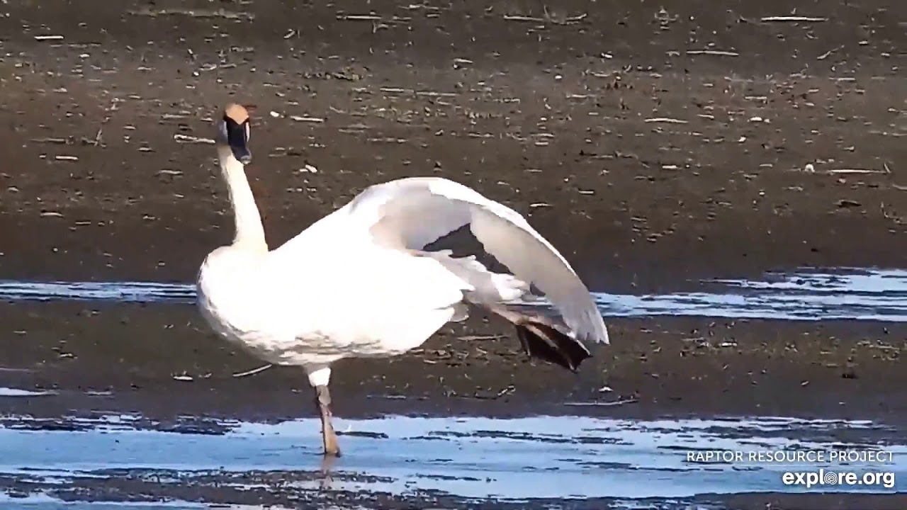 Mississippi River Flyway Trumpeter Swan - YouTube
