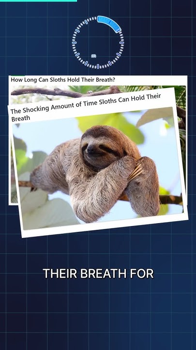 Sloths Can Hold Their Breath Longer Than Dolphins! 🦥🌊 - YouTube
