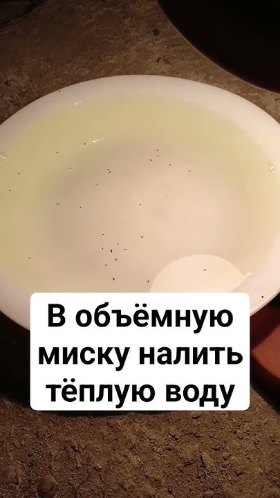 Как избавиться от земляных блох. #земляные_блохи #подвальные_блохи # ...