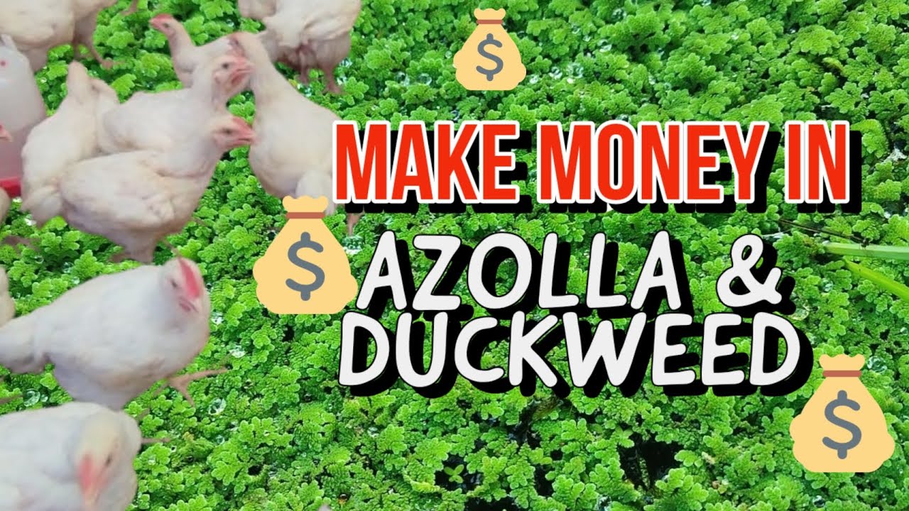 Earn more by feeding Chickens with Azolla and Duckweed | How we feed ...