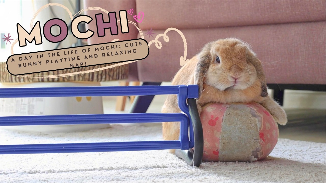 🐰😊🎵A Day in the Life of Mochi: Cute Bunny Playtime and Relaxing Nap ...