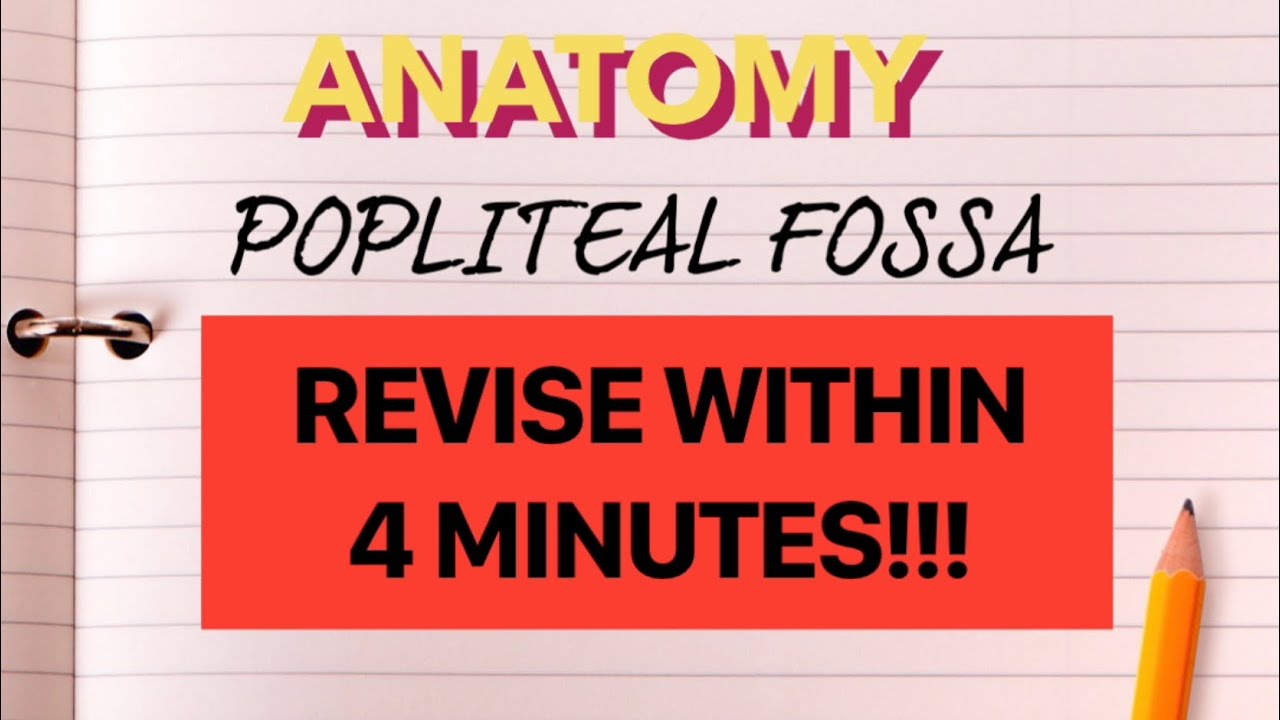 Popliteal fossa Anatomy | REVISE WITHIN 4 MINUTES - YouTube