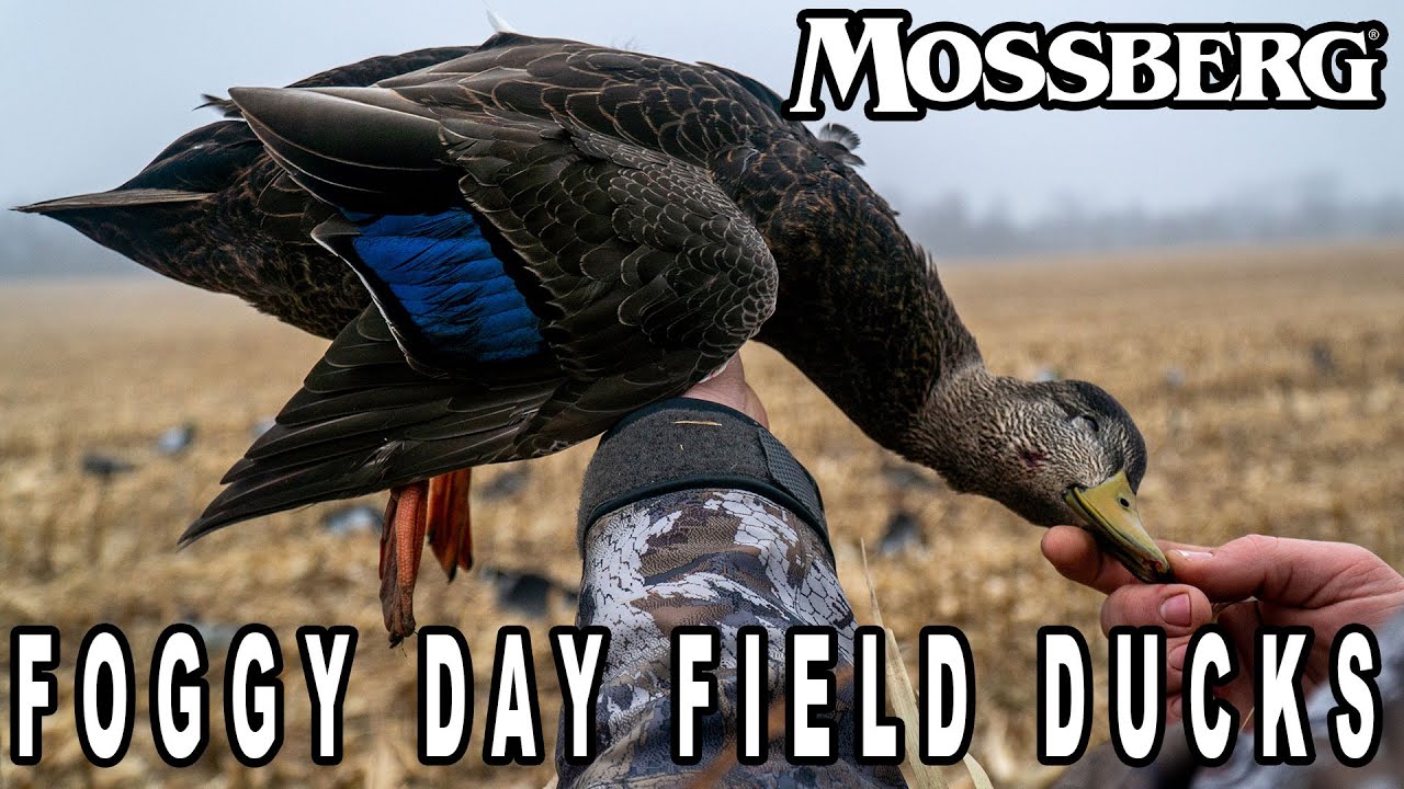Field Mallard Hunt in the Fog - YouTube