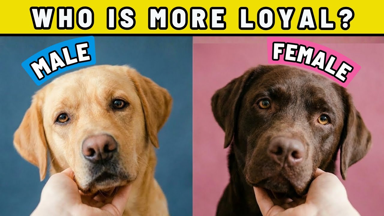 Why You’ve Been Choosing the Wrong Dog Gender for Years - YouTube