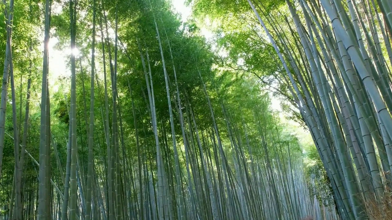 Bamboo In The Wind - YouTube