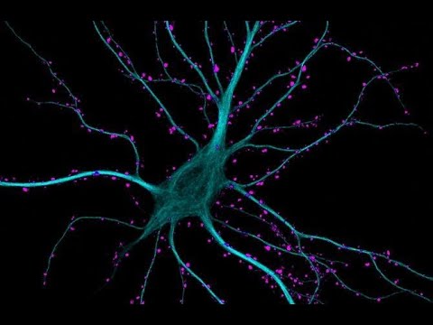 ¿Qué es la neurociencia? - YouTube
