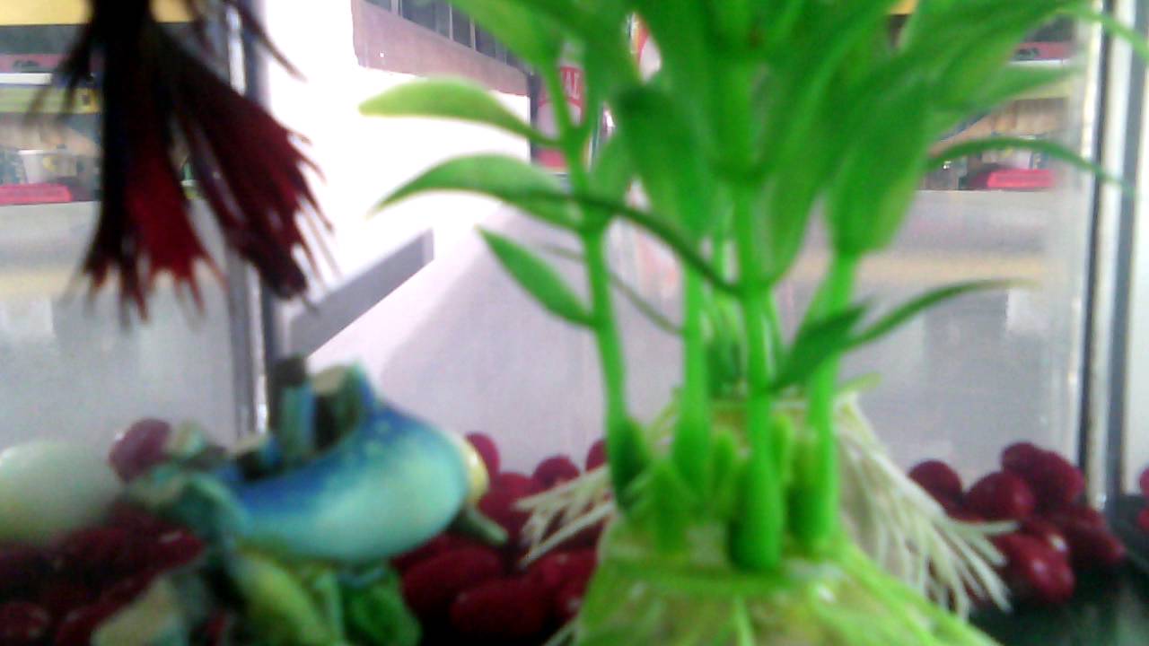 Betta Fish -The King Malay Fish- - YouTube