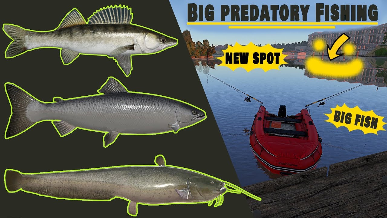 BIG Predatory Hunt - New Jigging Spot Russian Fishing 4 - YouTube
