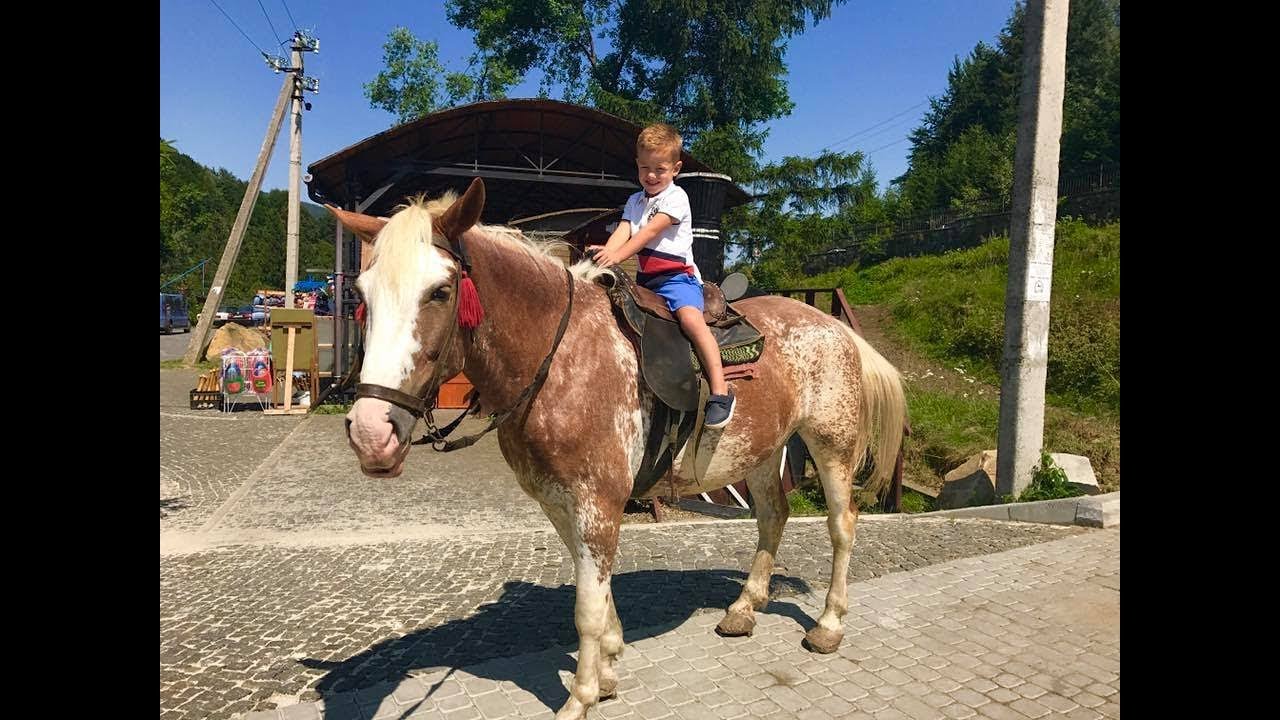 Caballos y Niños Videos de animales infantiles - YouTube