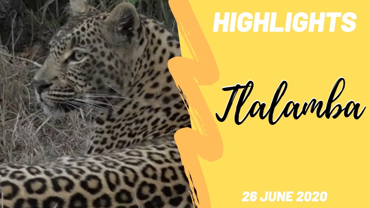 Highlights James with Tlalamba Leopardess 26 June 2020 - YouTube