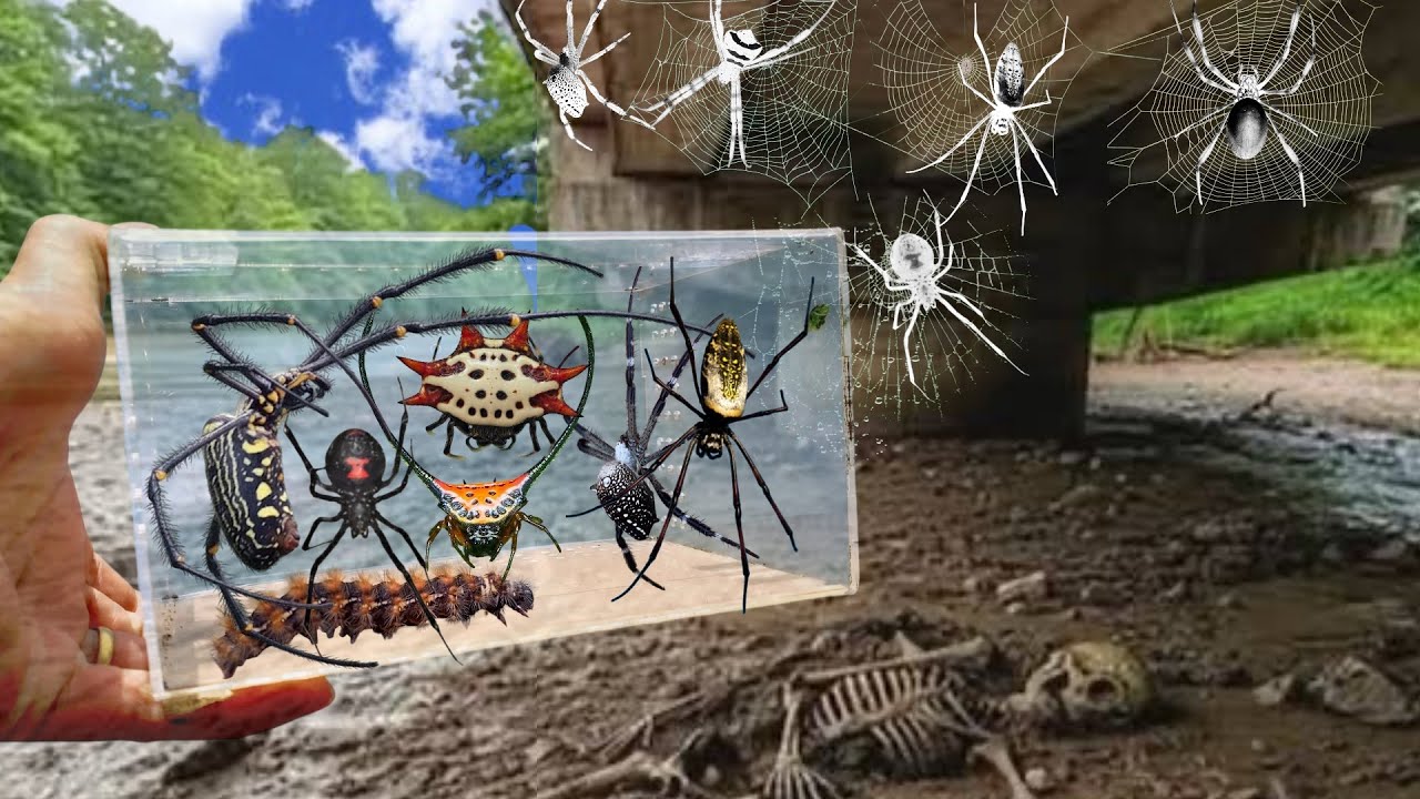Catch Tons of Gagamba and Poison Spiders and Behind the Big Bridge ...