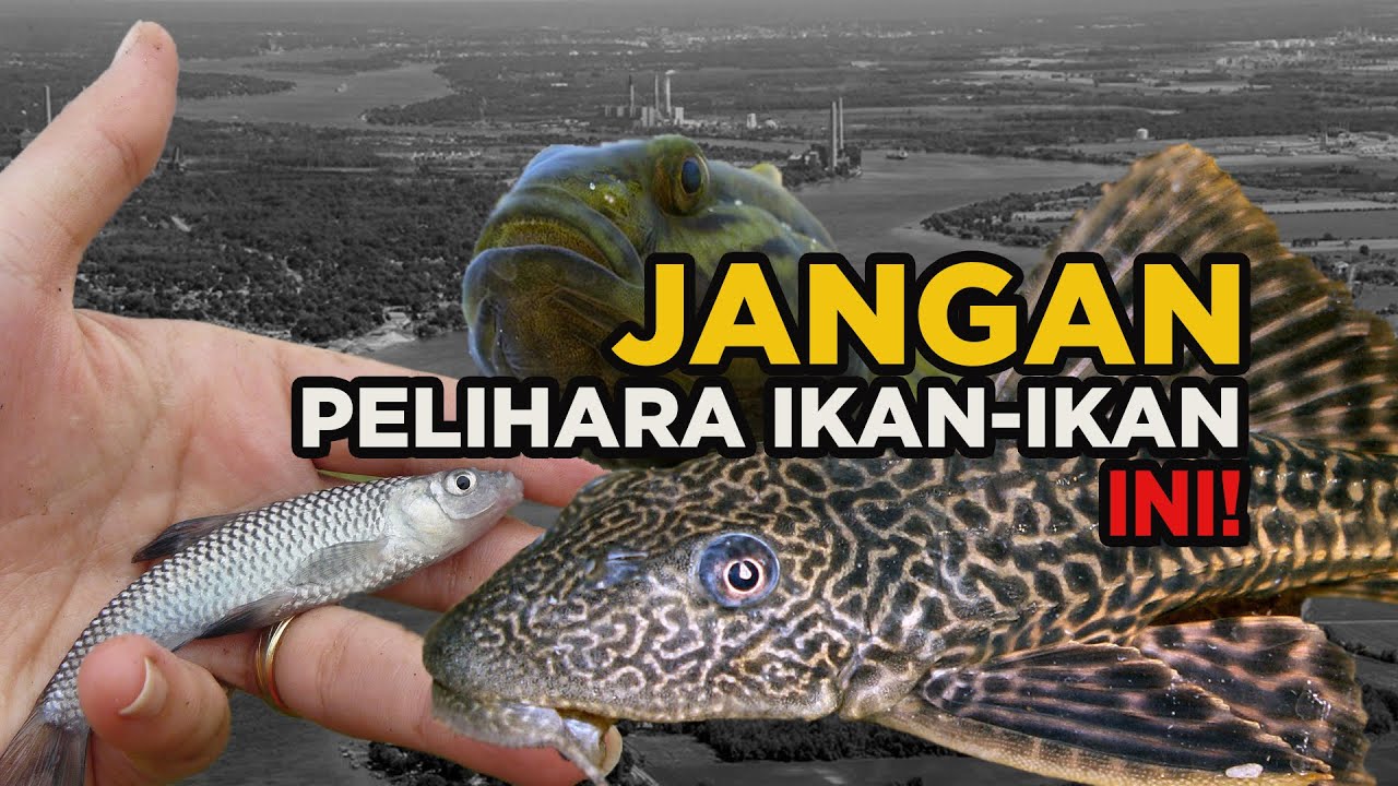 KISAH IKAN-IKAN YANG SUKSES JADI HEWAN INVASIF DI NEGARA BARUNYA - YouTube