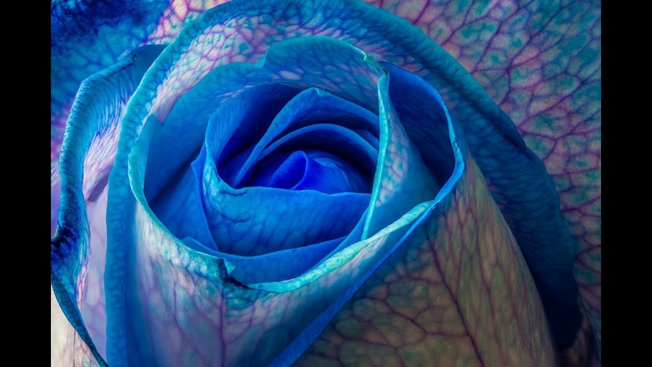 Creative Flower Macro Photography With Roses Pt.1 - MacroWorld - YouTube