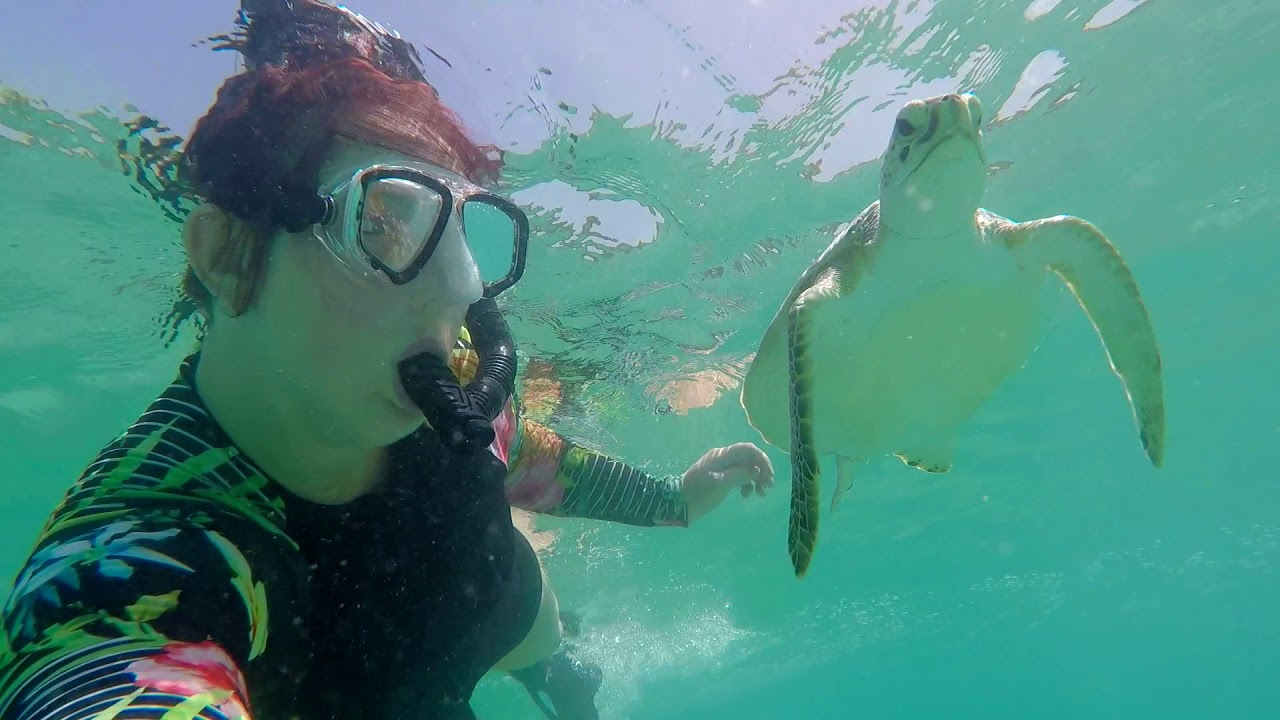 swimming with Green Sea Turtle in St John US Virgin Island - Trunk Bay ...