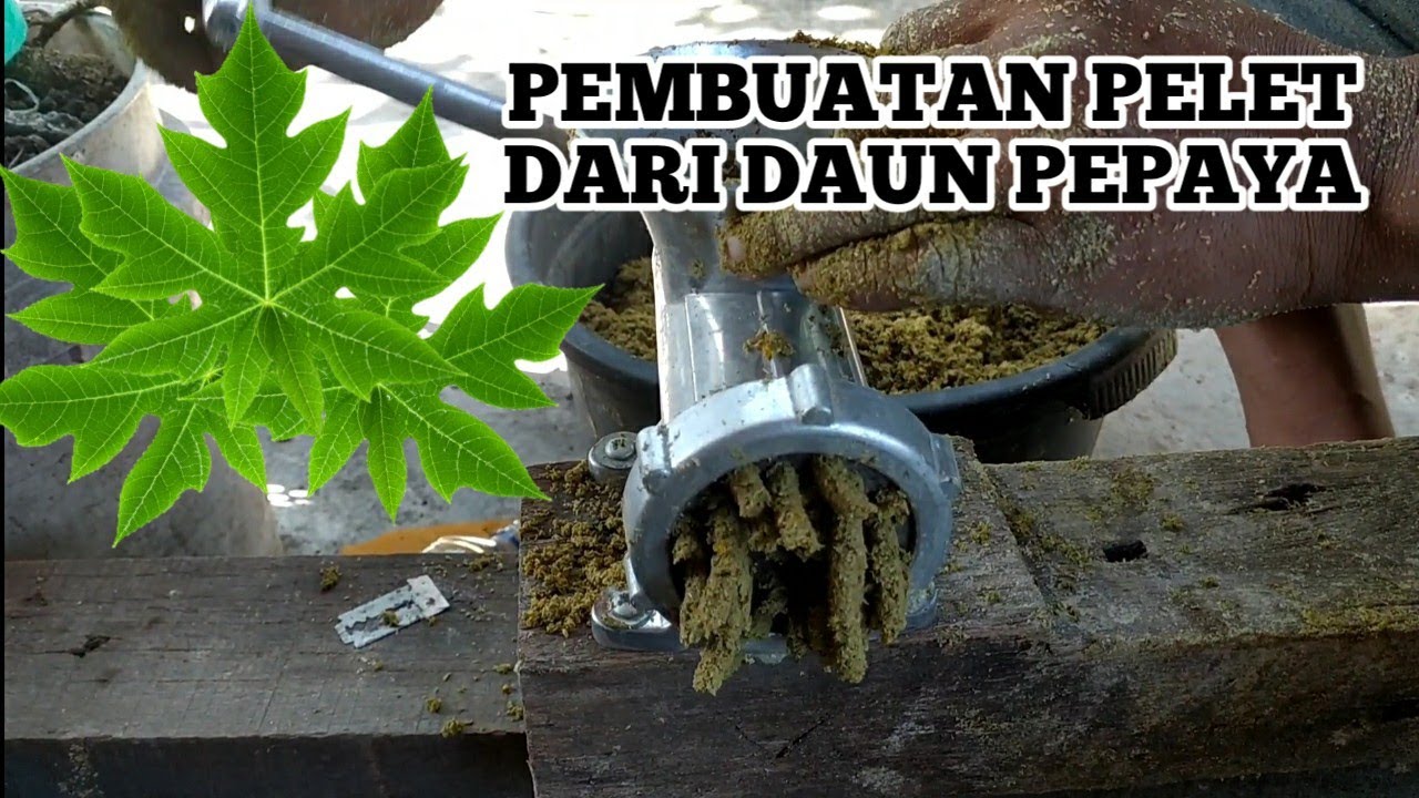 CARA BUAT PELET KELINCI DAUN PEPAYA - YouTube