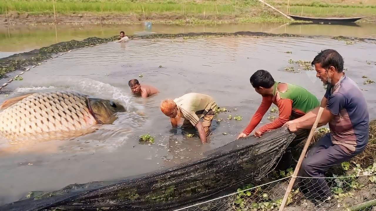 Amazing Big Fish Video | Best Big Fish Video | Traditional Fishing ...