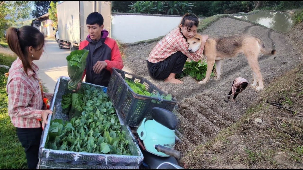 Buy vegetable seeds to plant and garden - YouTube