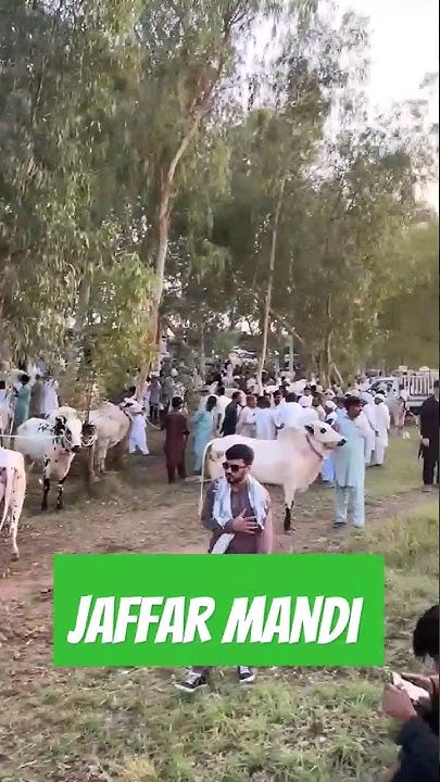 jaffar mandi/bhatta Chowk mandi 2023/mhcpets - YouTube