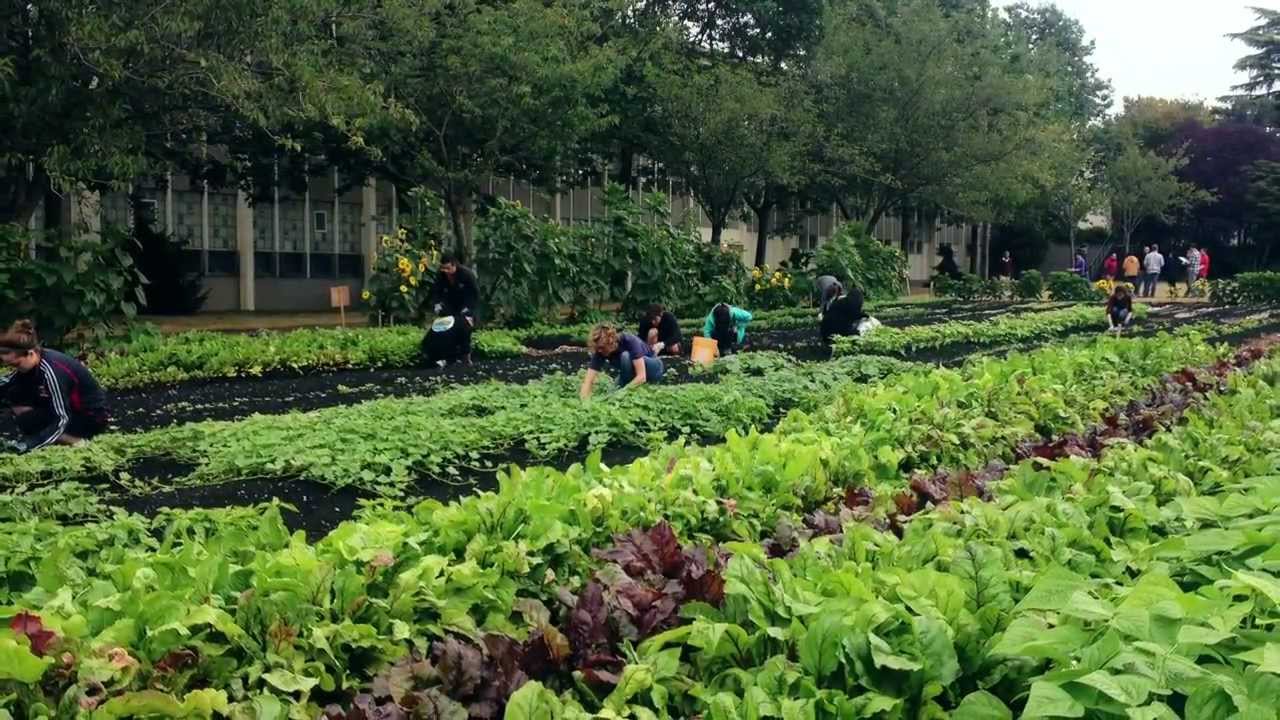 Project Spotlight Series: Fresh Roots Urban Farm - YouTube