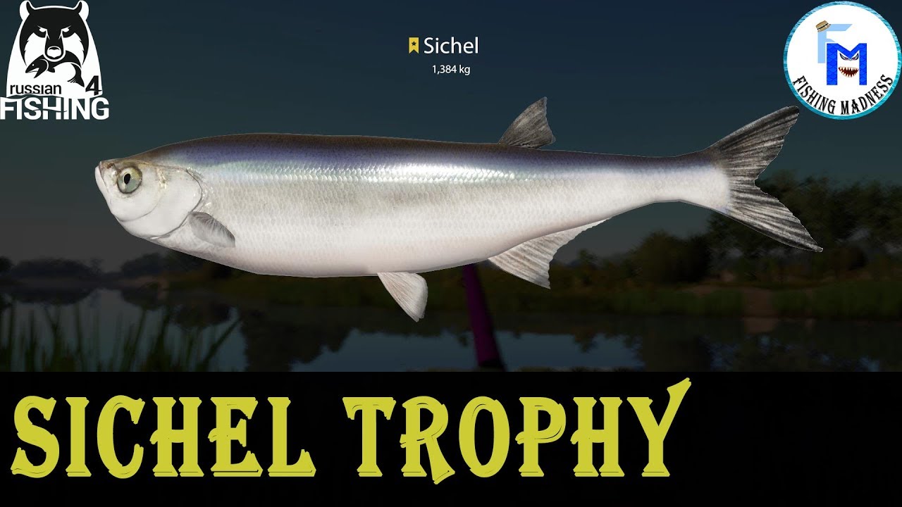 Sichel Trophy Spot [Russian Fishing 4] - YouTube