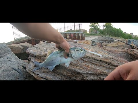 su üstü poper ile kofana avı / Topwater POPPER Blue Fishing