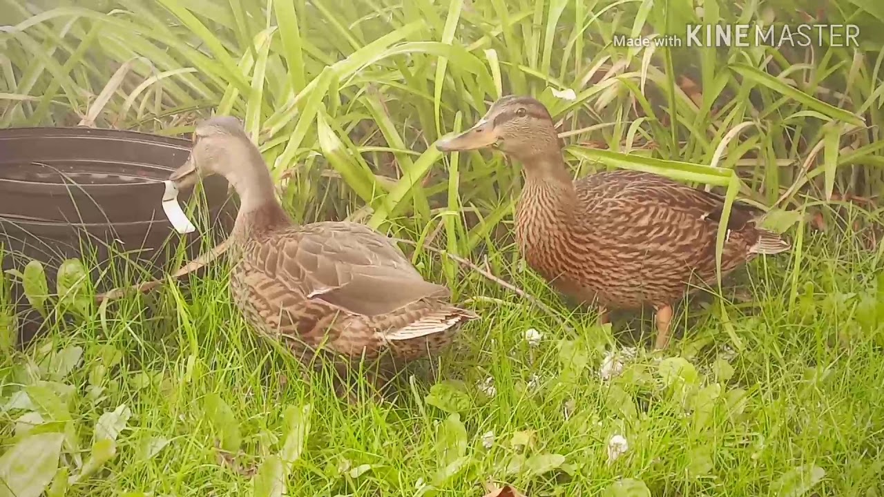 Our Ducks Eating Grass And Having Fun YouTube our-ducks-eating-grass-and-having-fun-youtube
