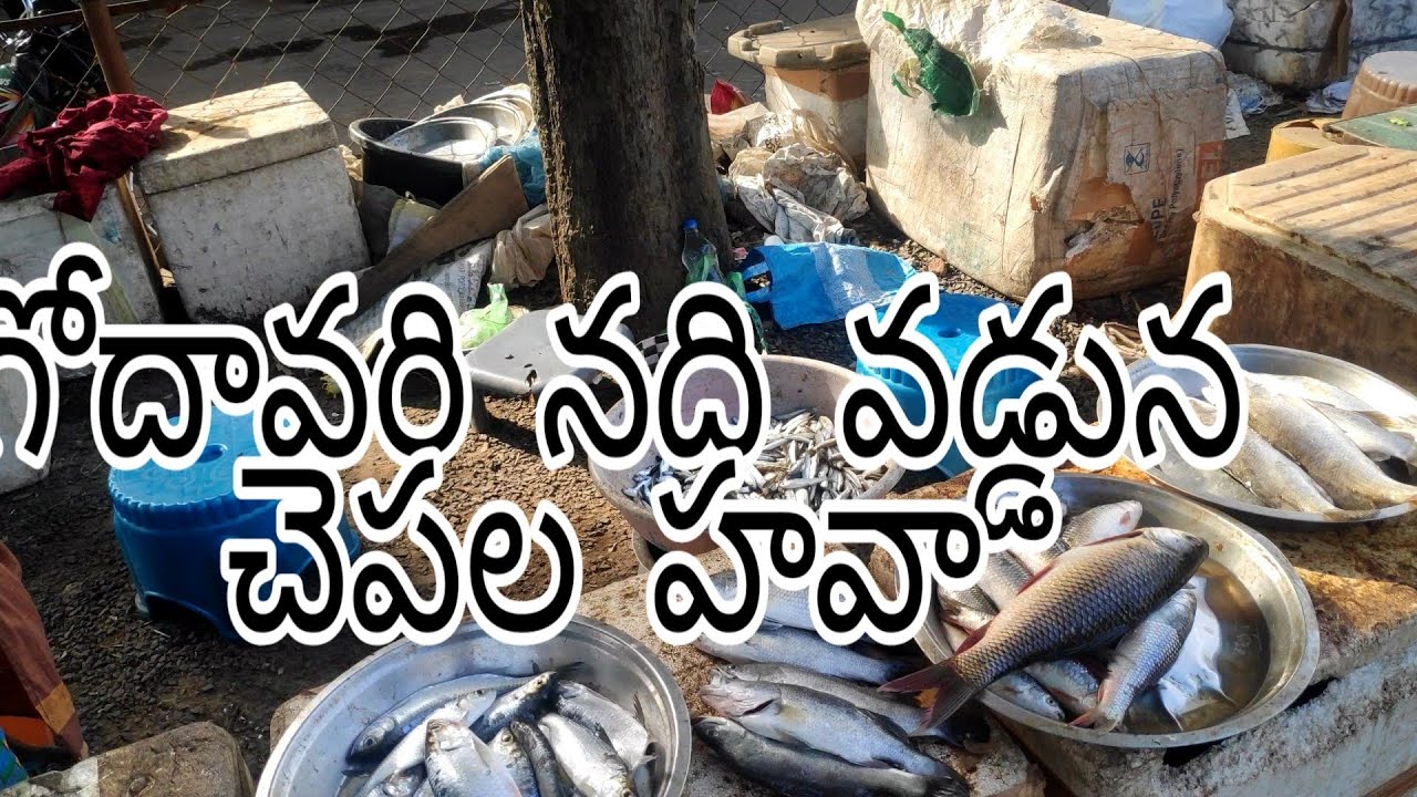 Godavari River || Dowleswaram Dam Fish market || Explore with Sai - YouTube