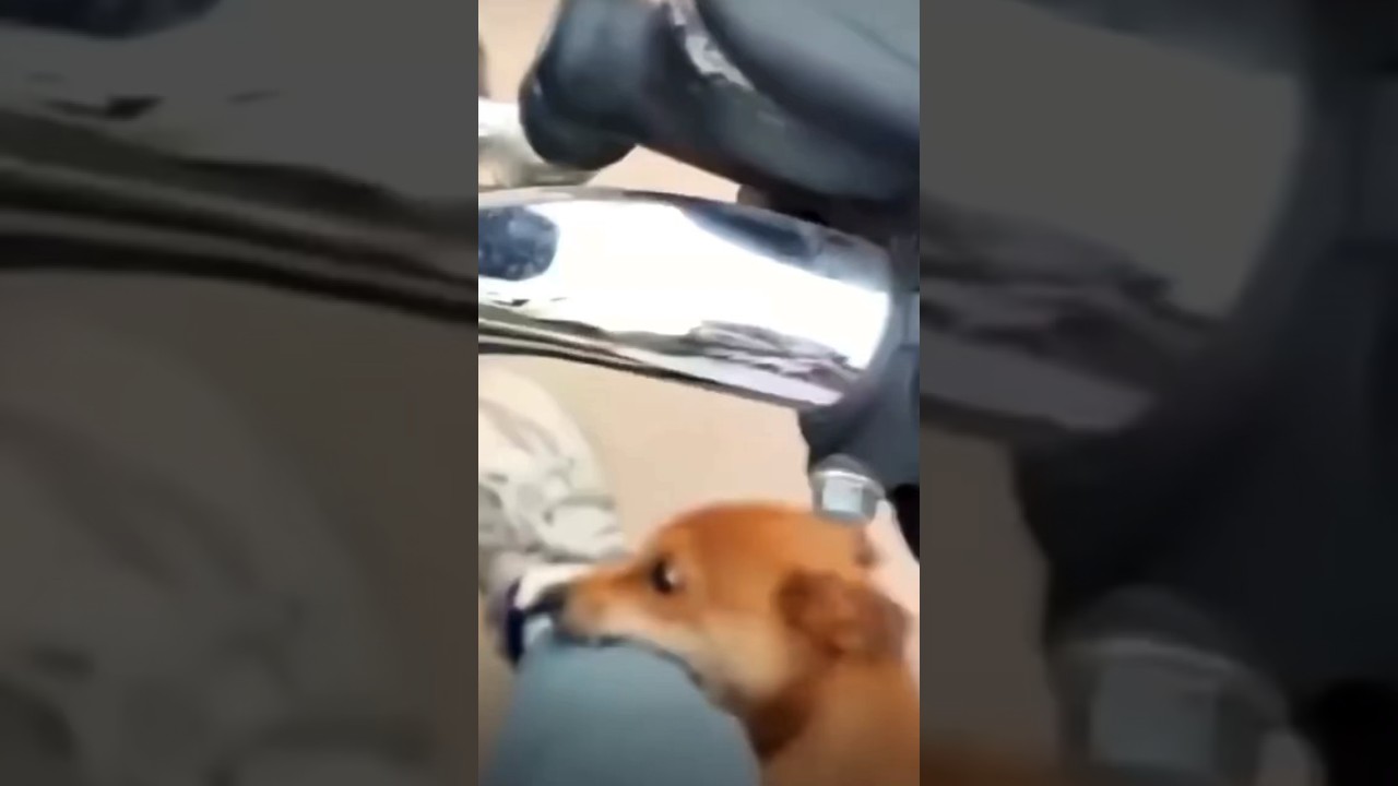 Don’t underestimate the power or street 🐕 🐕 - YouTube