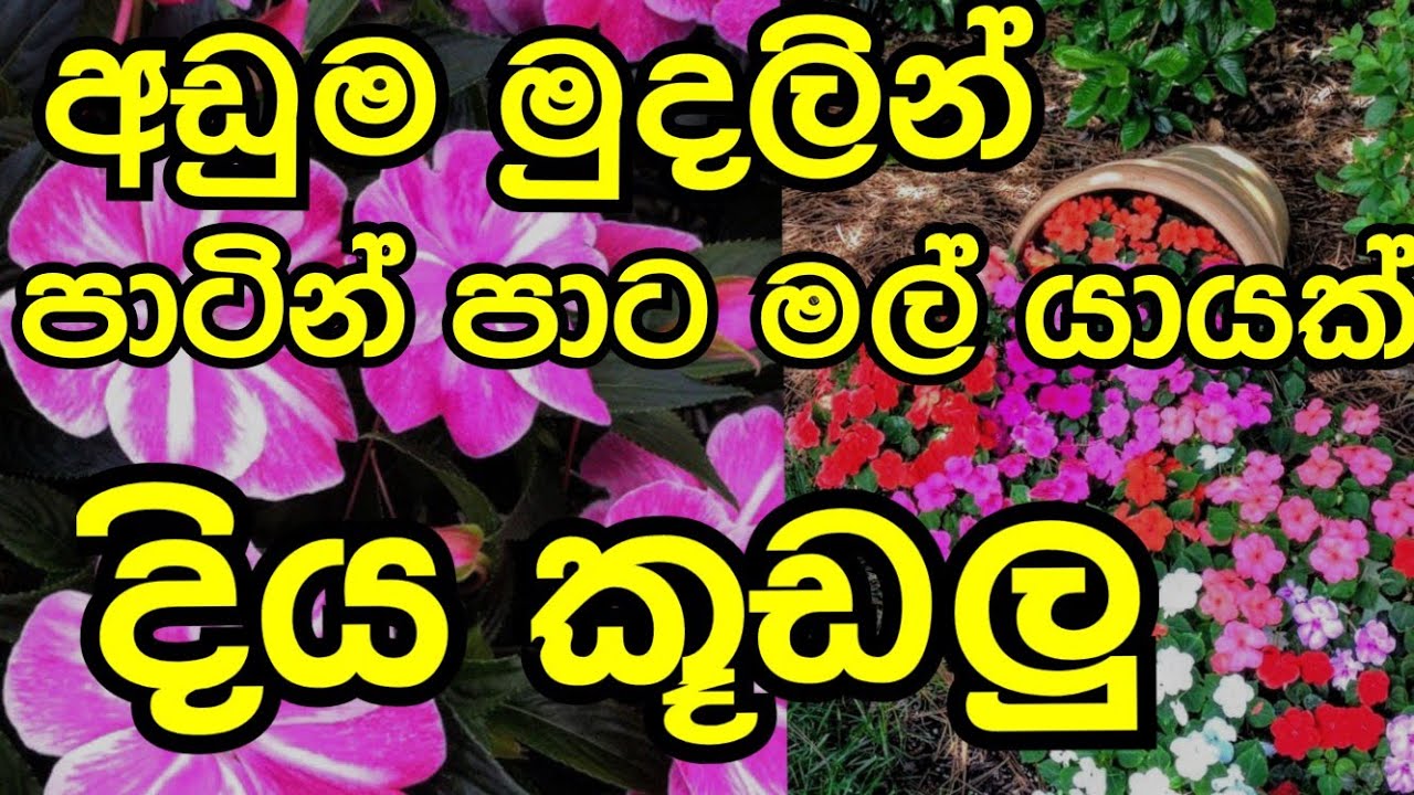 How to make kuudalu plants 🌷🌷 #kuudalu #kudalu #flowers #plants # ...