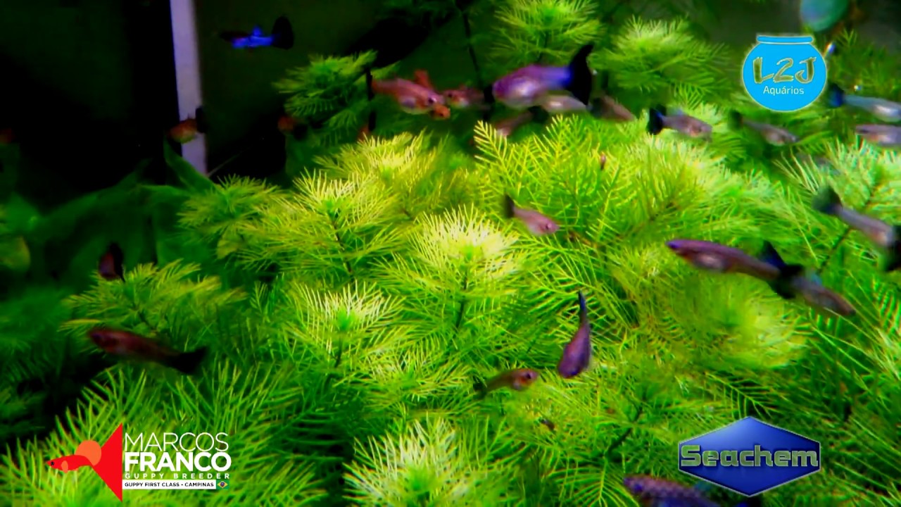 JAPAN BLUE TAIL ... - YouTube
