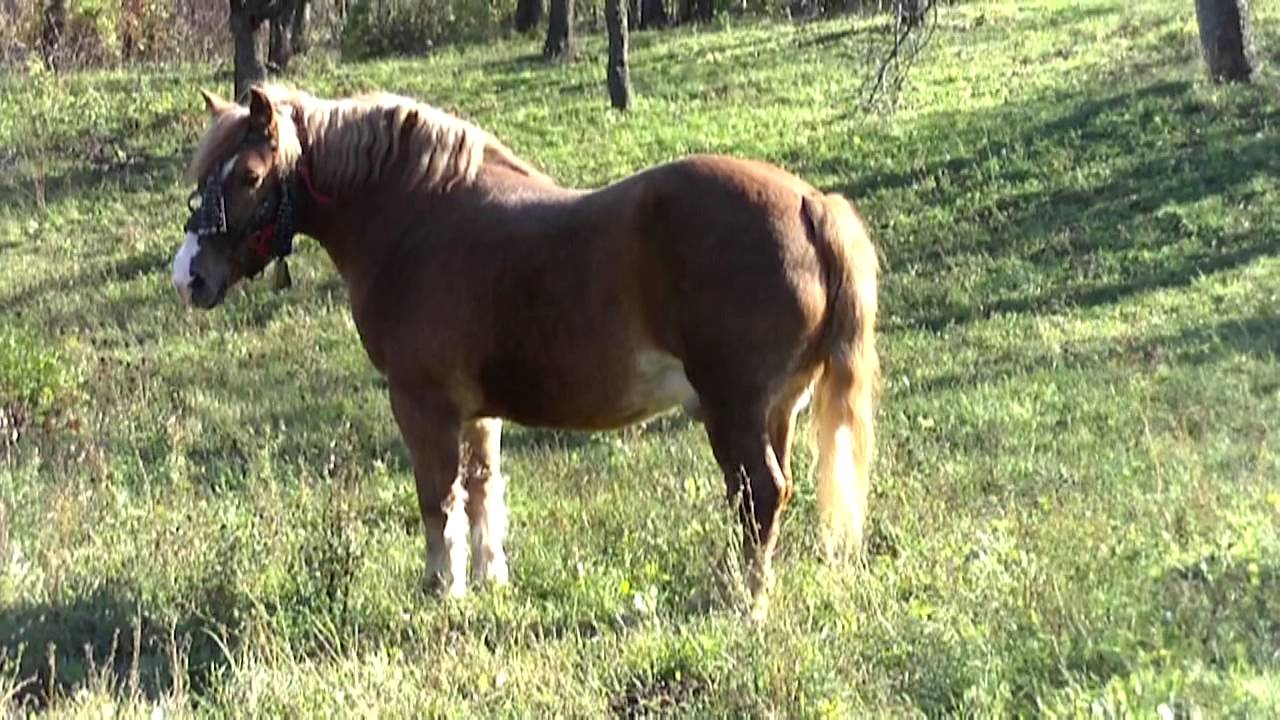 Cal de rasa al parintelui Stefan Bercaru din Bohotin - YouTube