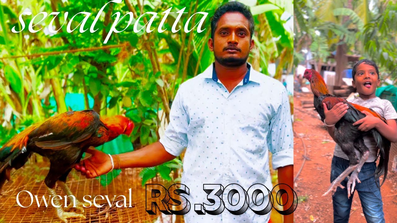 Seval patta #anthiyur #bhavani #erode #seval #assel contentnumber 6381 ...