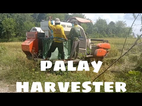 palay harvester unli rice strAw/dayami para sa mushroom. - YouTube