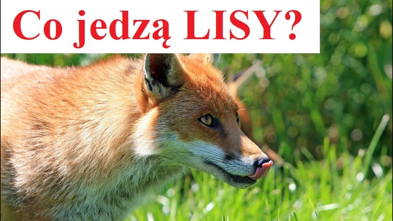 Co jedzą LISY - YouTube