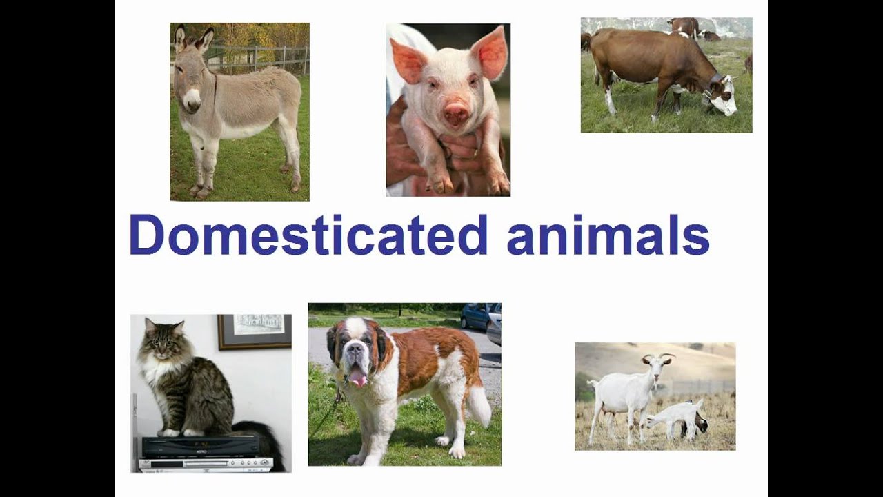 Domesticated animals for kids. - YouTube