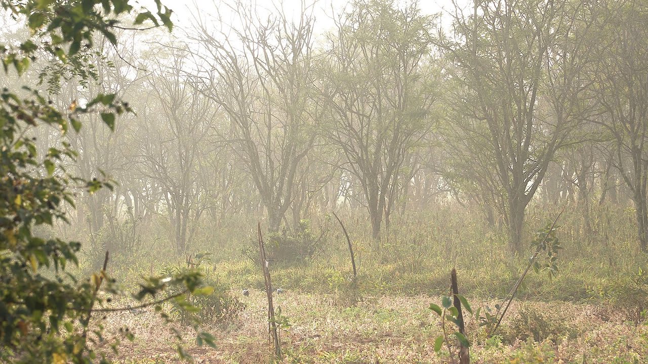 Morning Glow, A Sunrise Nature Walk - YouTube