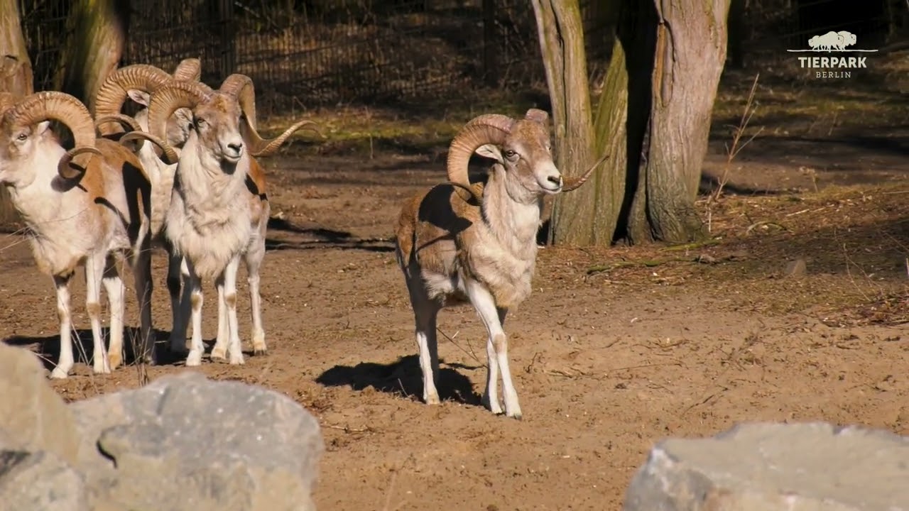 Marco-Polo-Wildschafe im Tierpark Berlin - Pamir argali at Tierpark ...
