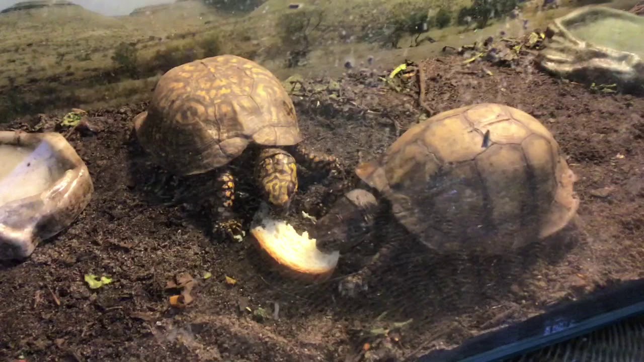 Box Turtles Eating Bread - YouTube
