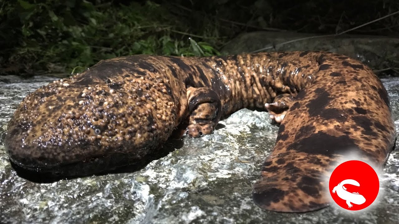 Giant Salamander Planet Earth