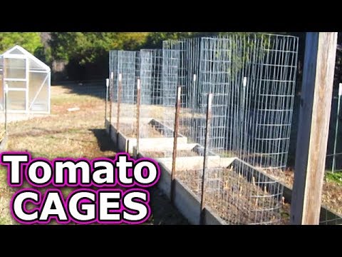 Tomato CAGES make from Fencing $65 5'x50' prevent blight how to build ...