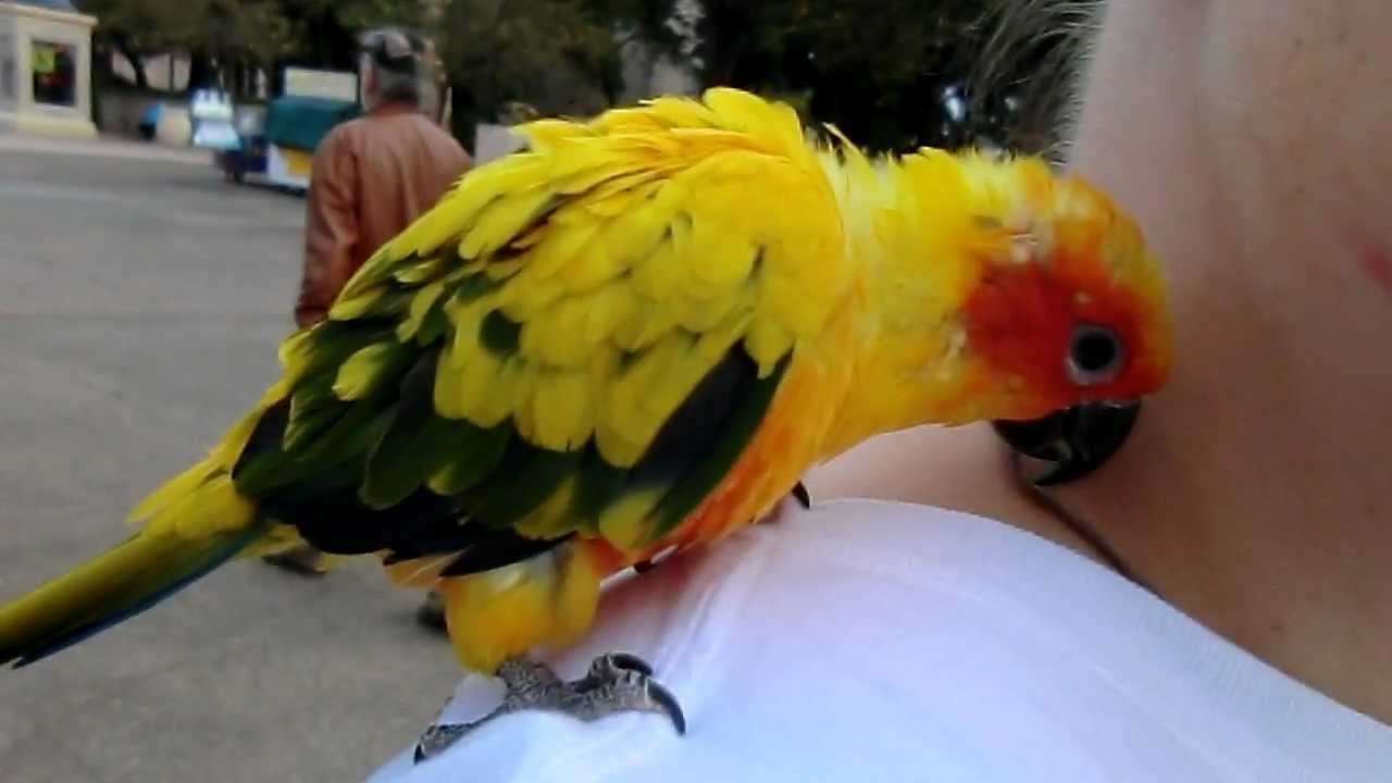 Perot pet for adoption - Balboa Park San Diego - YouTube