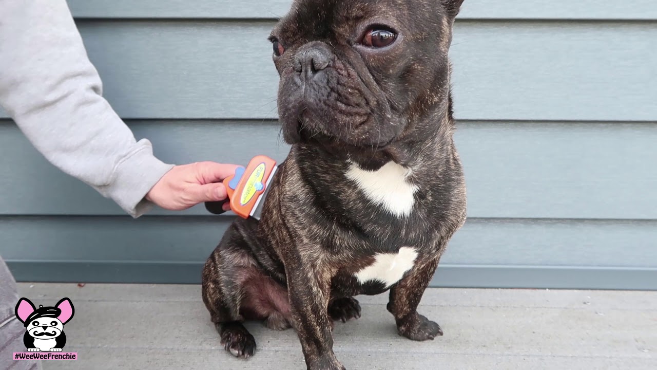 How to remove unwanted fur from your dog - YouTube