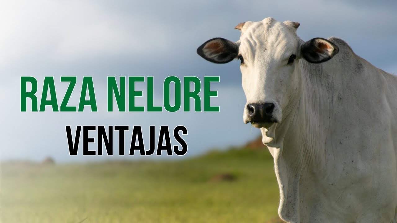 Ventajas de la raza de ganado Nelore. La raza ideal para el trópico ...