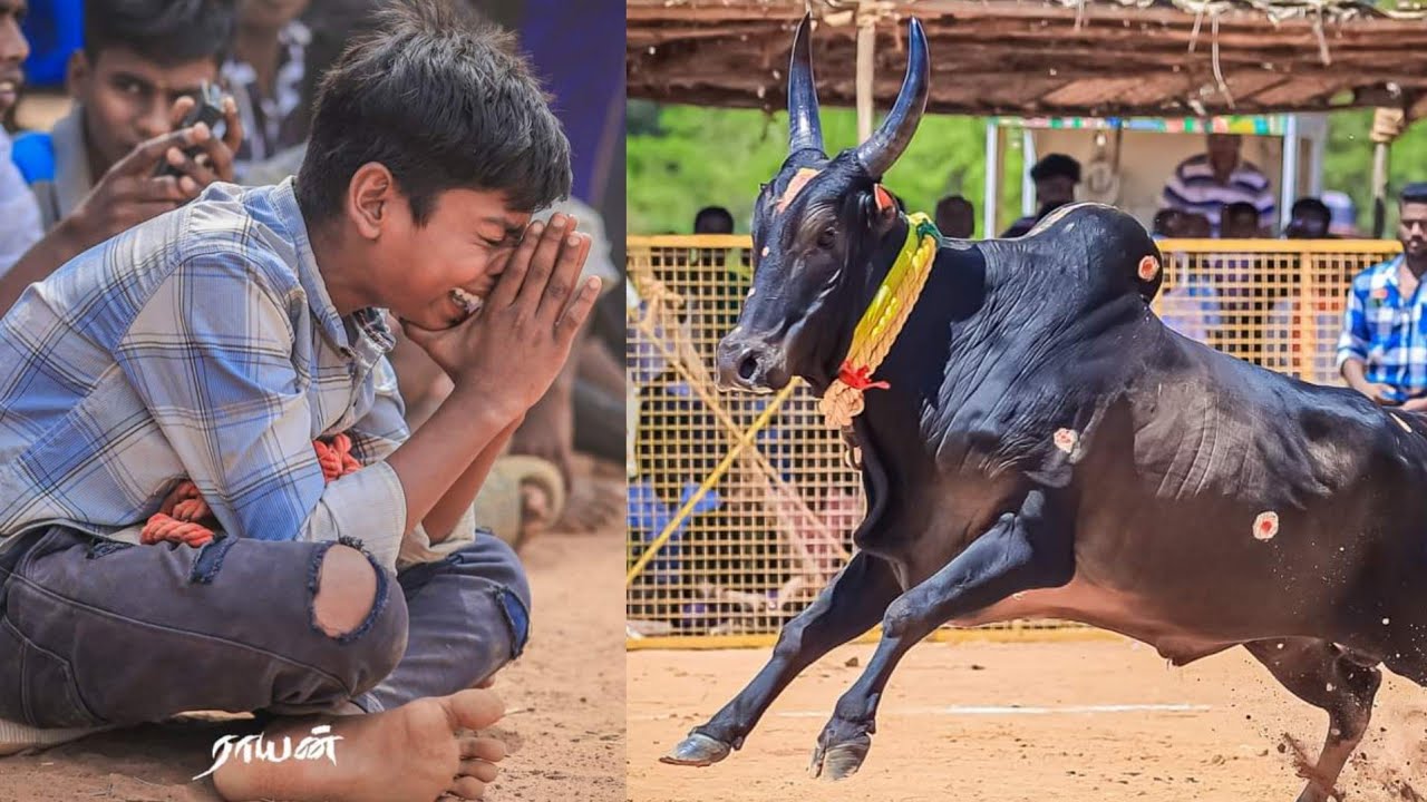 Kalayarkoil Vadamadu Manjuvirattu 2024 Videos | ருக்குமணி அம்மா ...